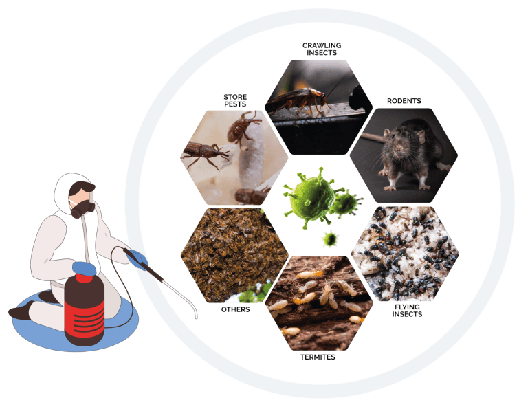 Effective Pest Control Treatment Malaysia for a Pest-Free Environment